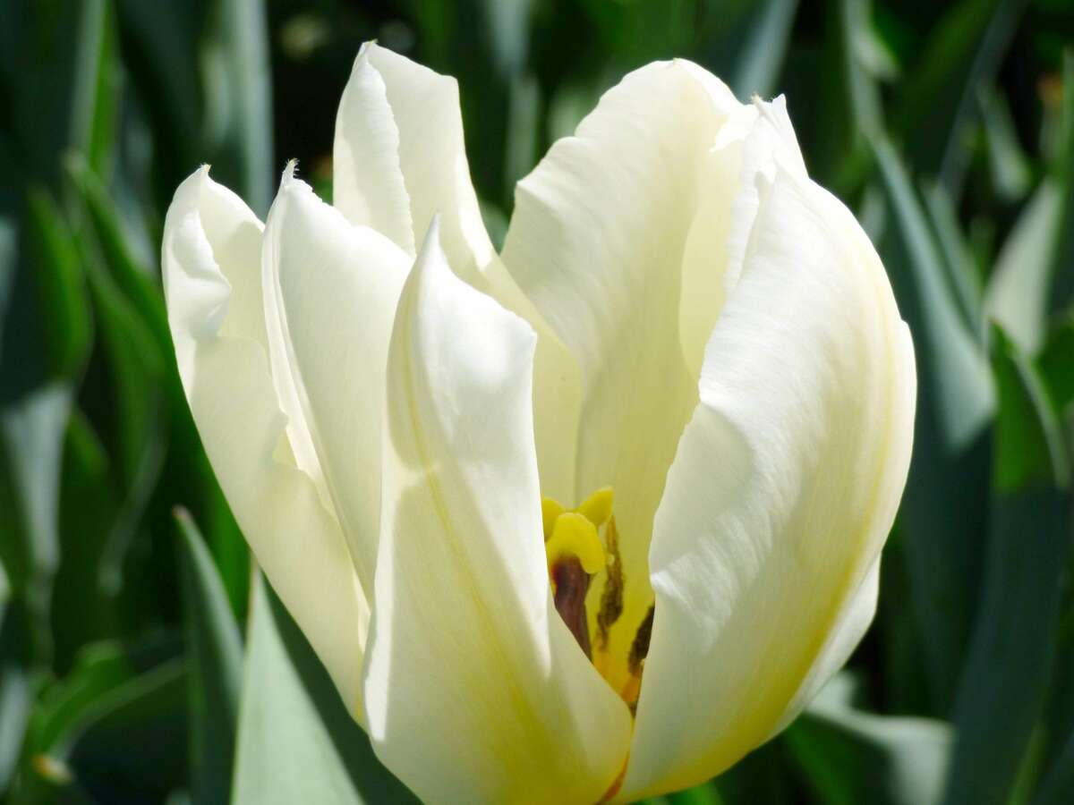 Here are this year's Tulip Photo Contest winners