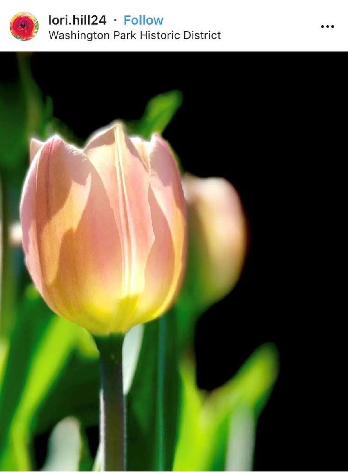 Here are this year's Tulip Photo Contest winners