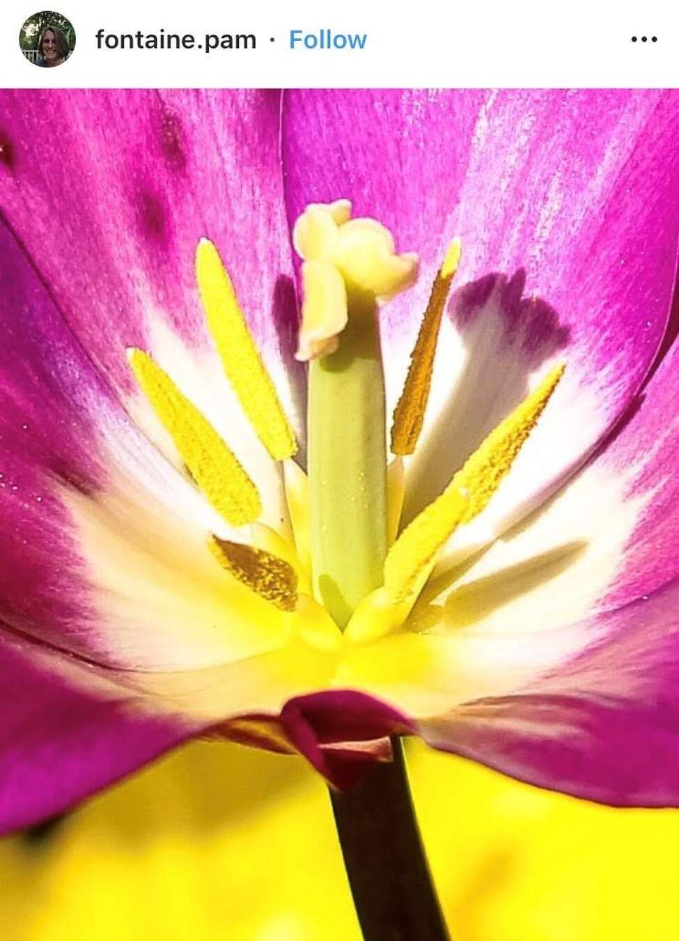 Here are this year's Tulip Photo Contest winners