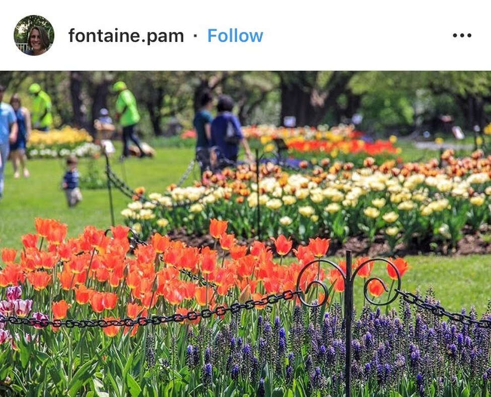 Here are this year's Tulip Photo Contest winners