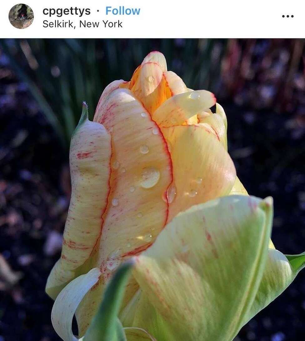 Here are this year's Tulip Photo Contest winners