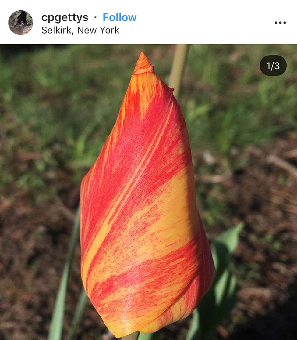 Here are this year's Tulip Photo Contest winners