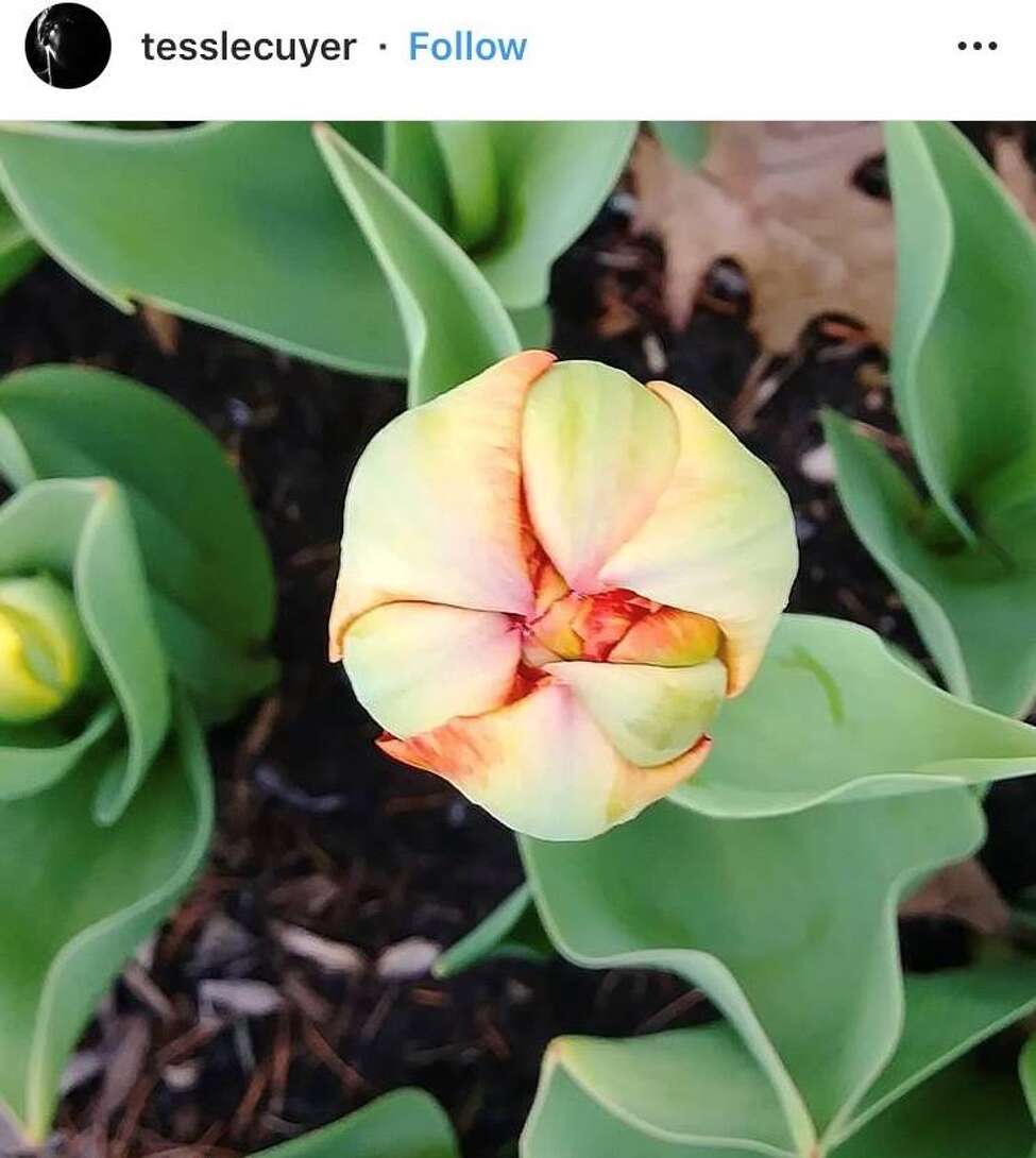 Here are this year's Tulip Photo Contest winners