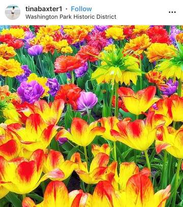 Here are this year's Tulip Photo Contest winners