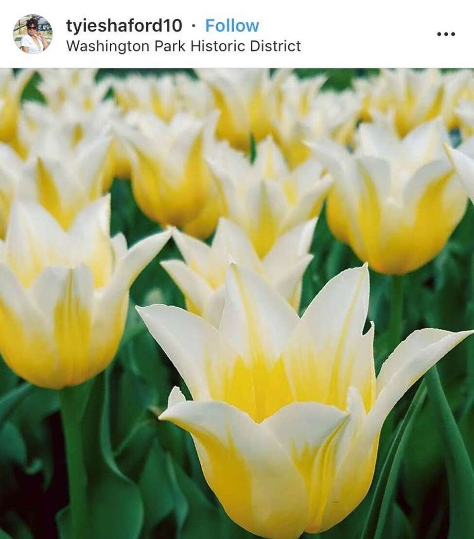 Here are this year's Tulip Photo Contest winners