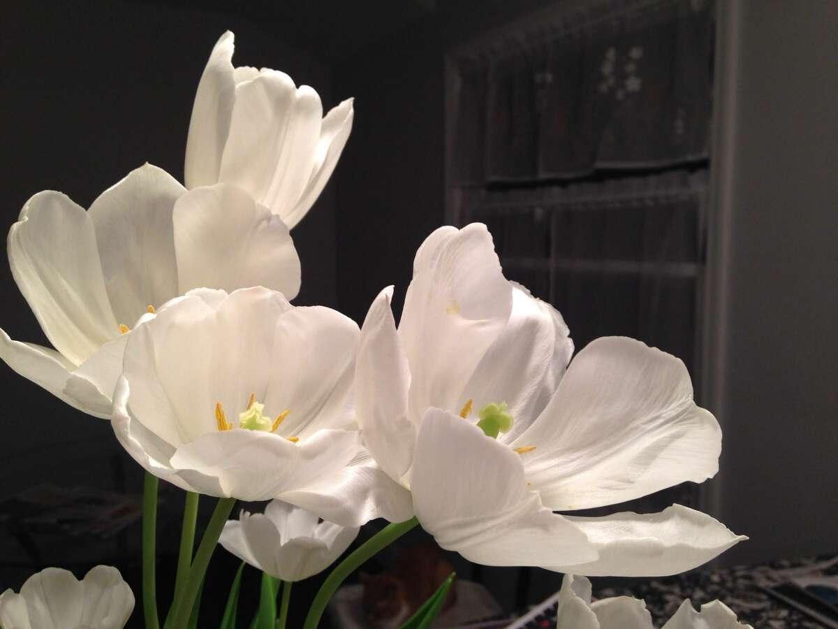 Here are this year's Tulip Photo Contest winners