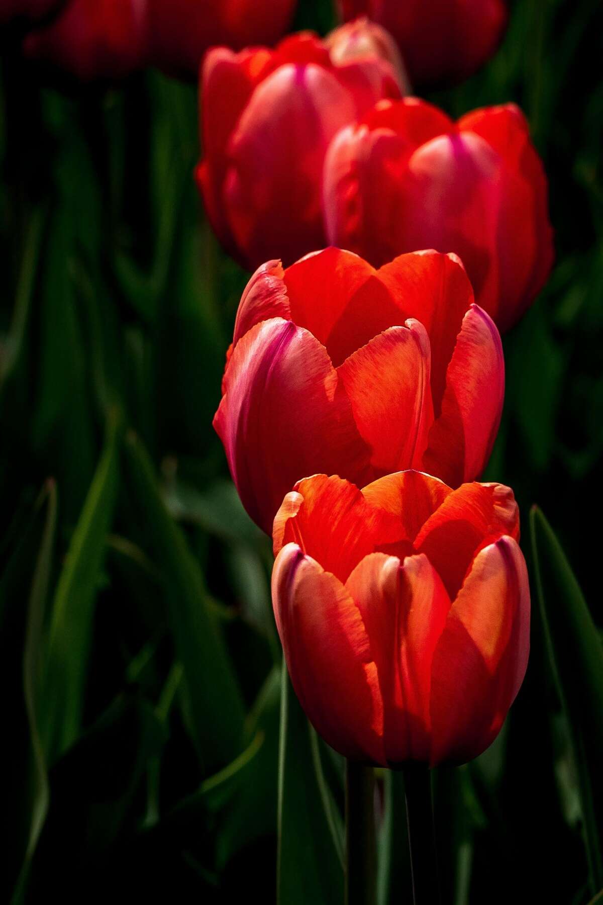 Here are this year's Tulip Photo Contest winners