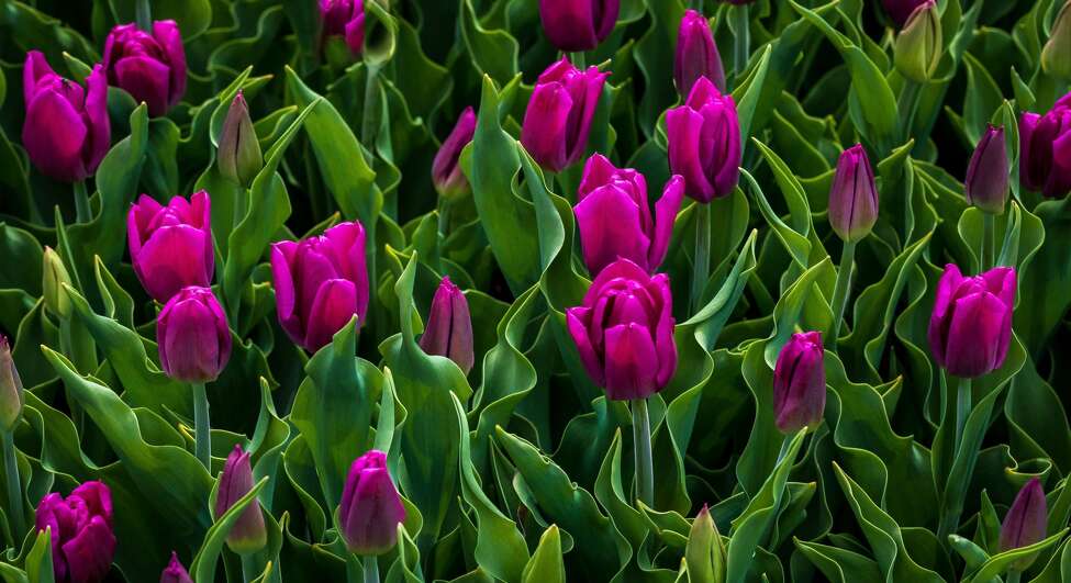 Here are this year's Tulip Photo Contest winners