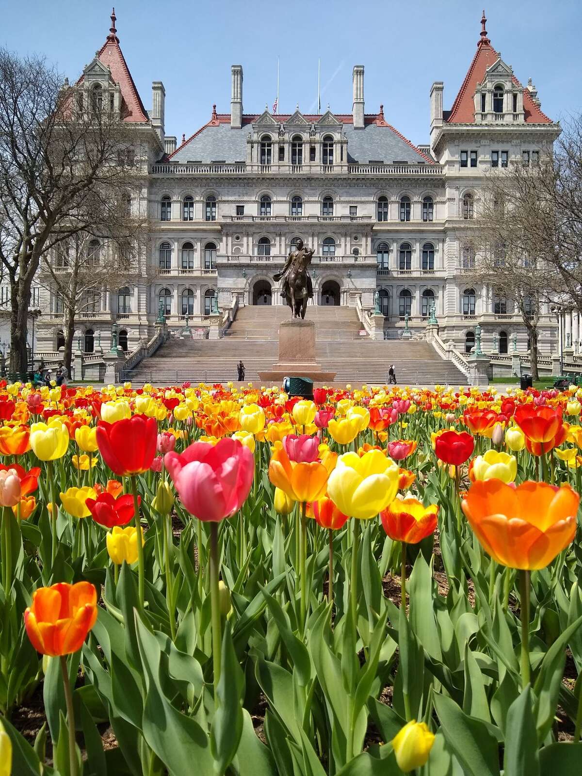 Here are this year's Tulip Photo Contest winners
