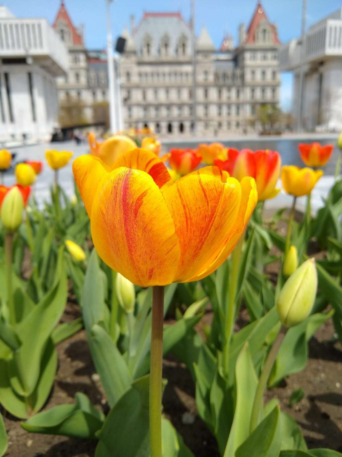 Here are this year's Tulip Photo Contest winners