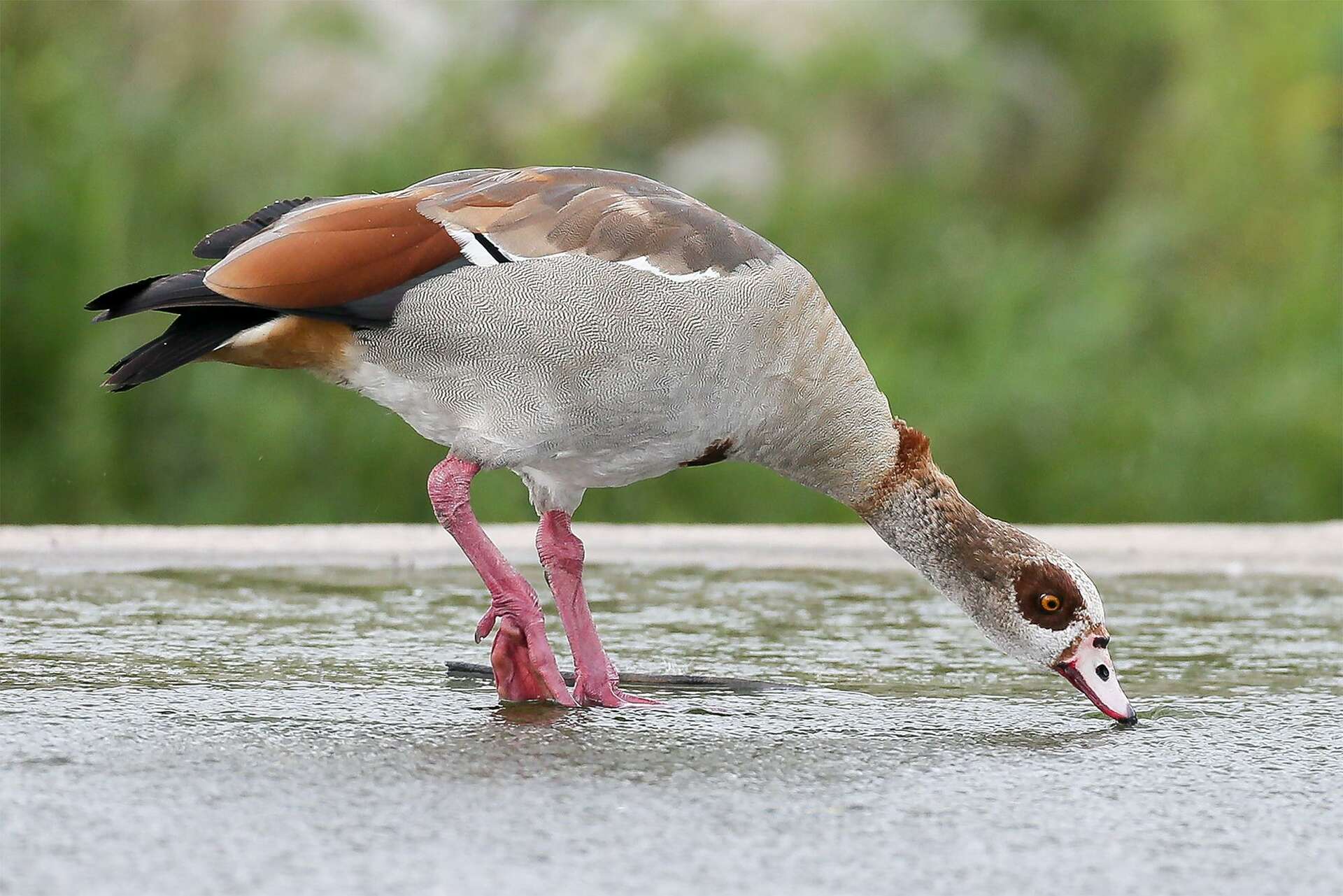 San Antonio River Authority halts geese removal program before it starts