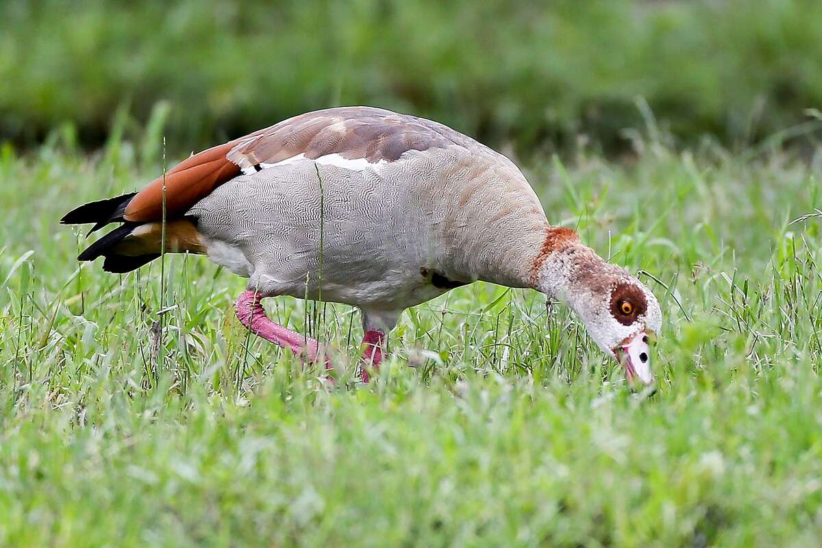 San Antonio River Authority halts geese removal program before it starts