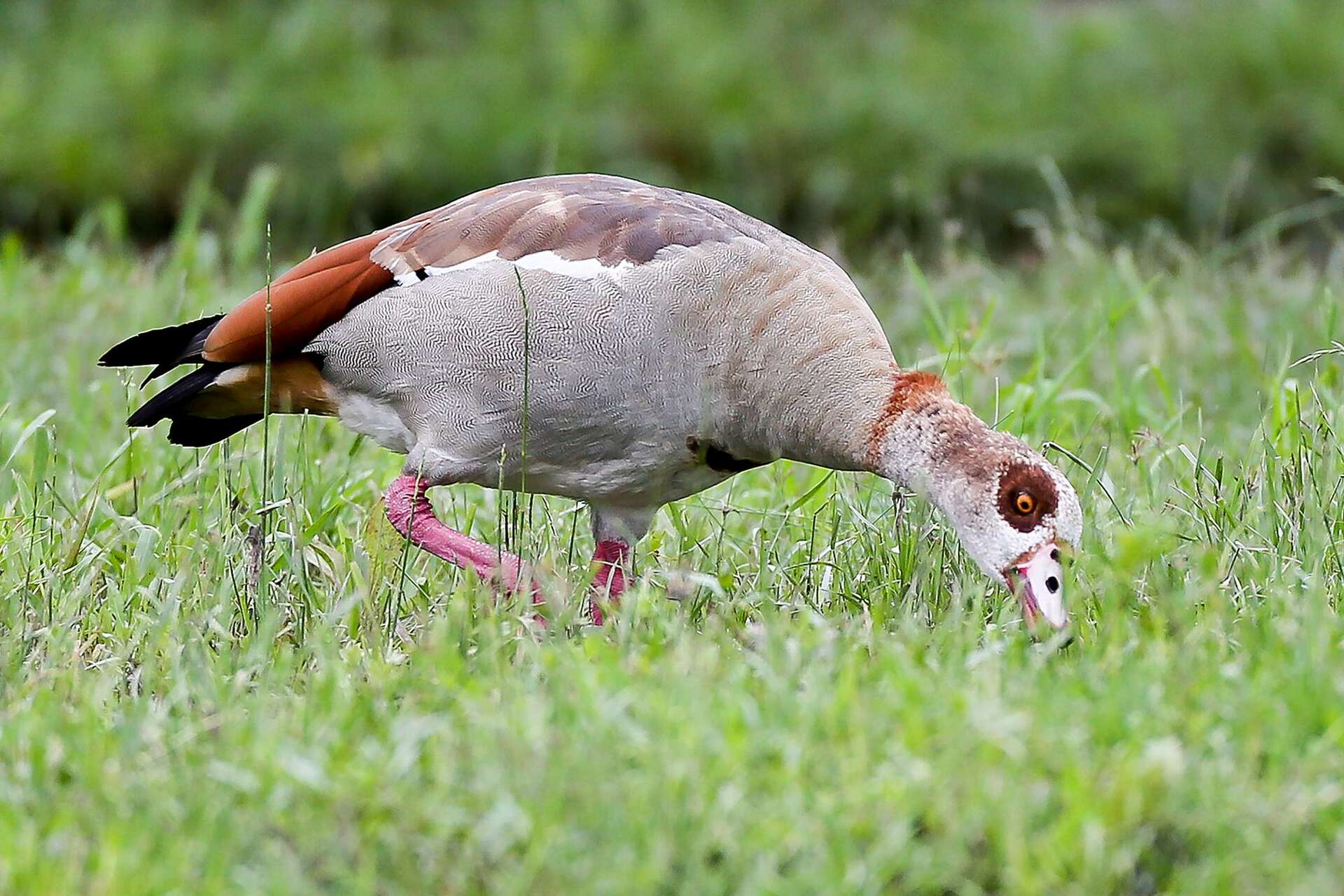 San Antonio River Authority halts geese removal program before it starts