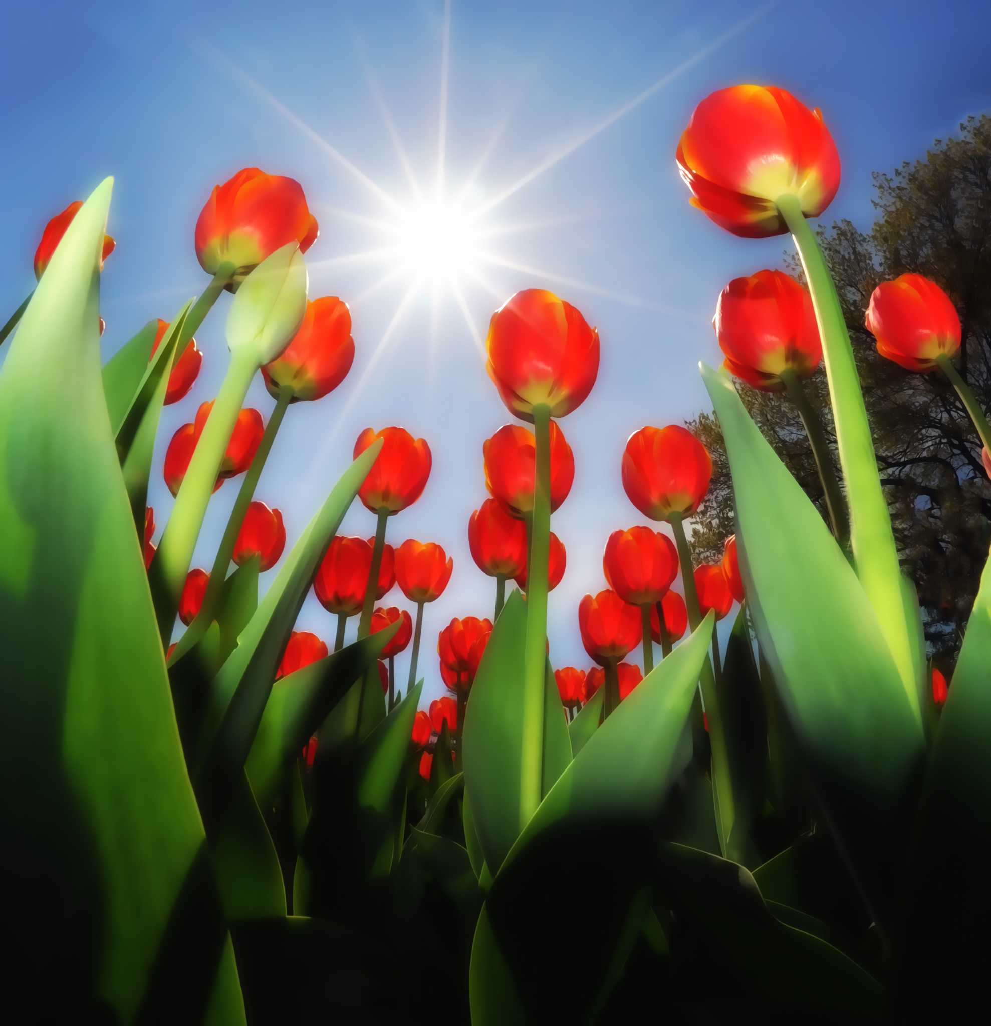 Here are this year's Tulip Photo Contest winners