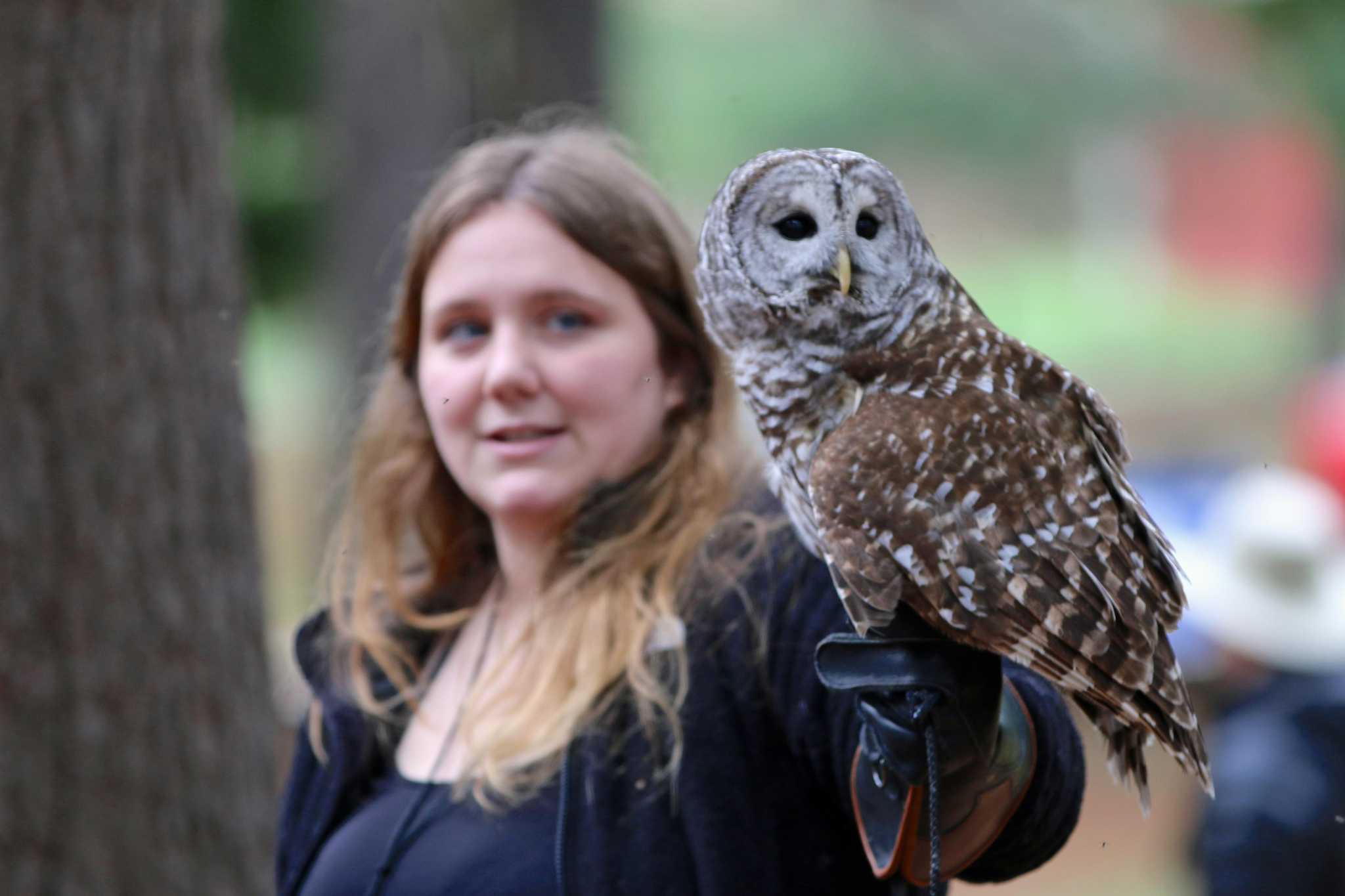 Raptor shows and other things to do in Greenwich