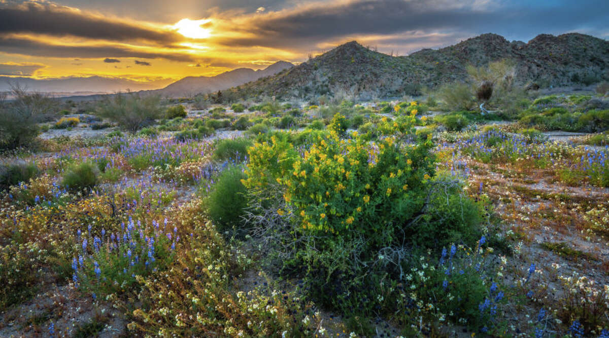 Bracing for what may be Joshua Tree's busiest spring ever, rangers ...