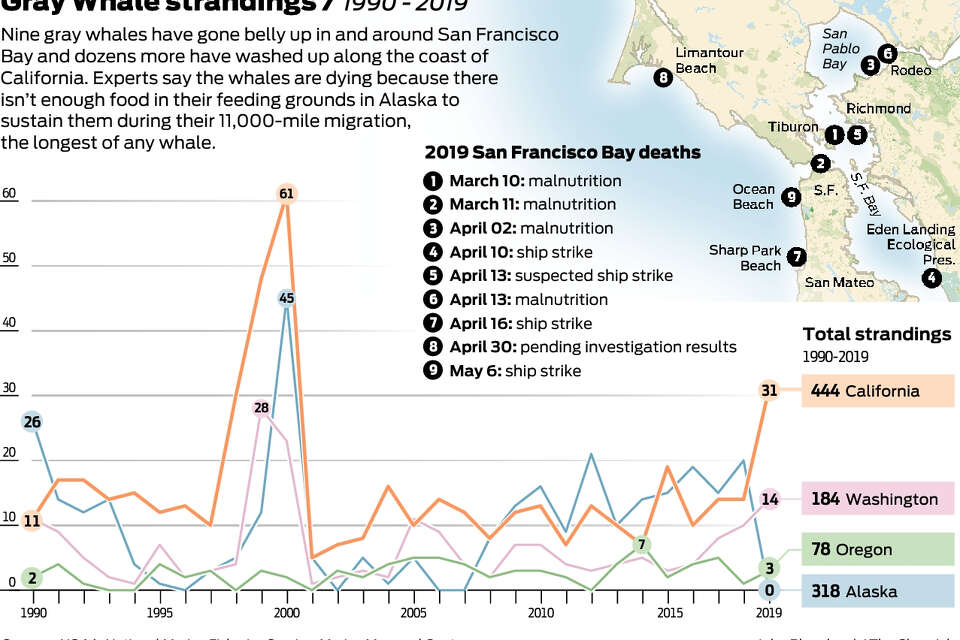 Gray whales starving, washing up dead in startling numbers along SF coast