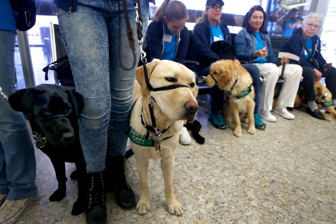 70 prospective guide dog puppies hit Oakland Airport for training