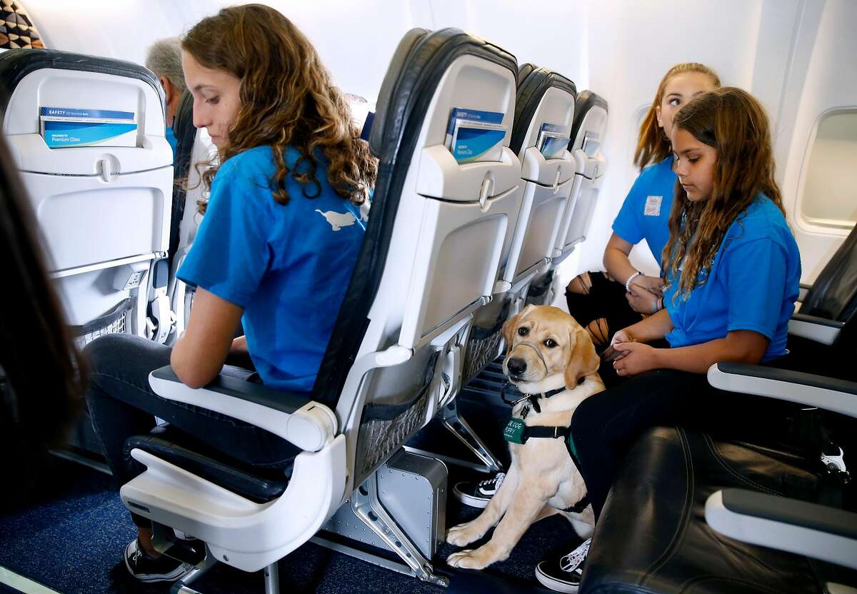 70 prospective guide dog puppies hit Oakland Airport for training