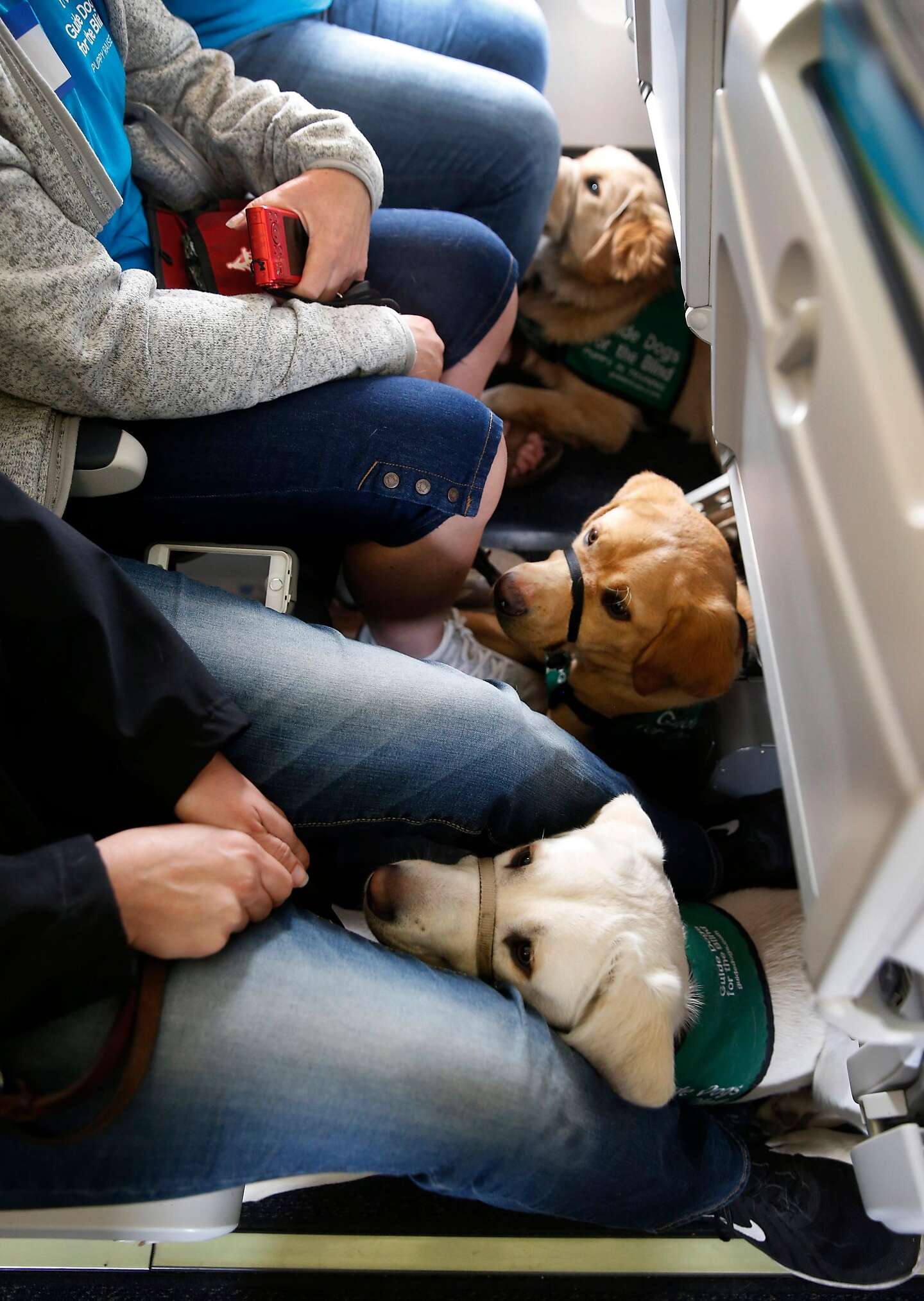 70 prospective guide dog puppies hit Oakland Airport for training