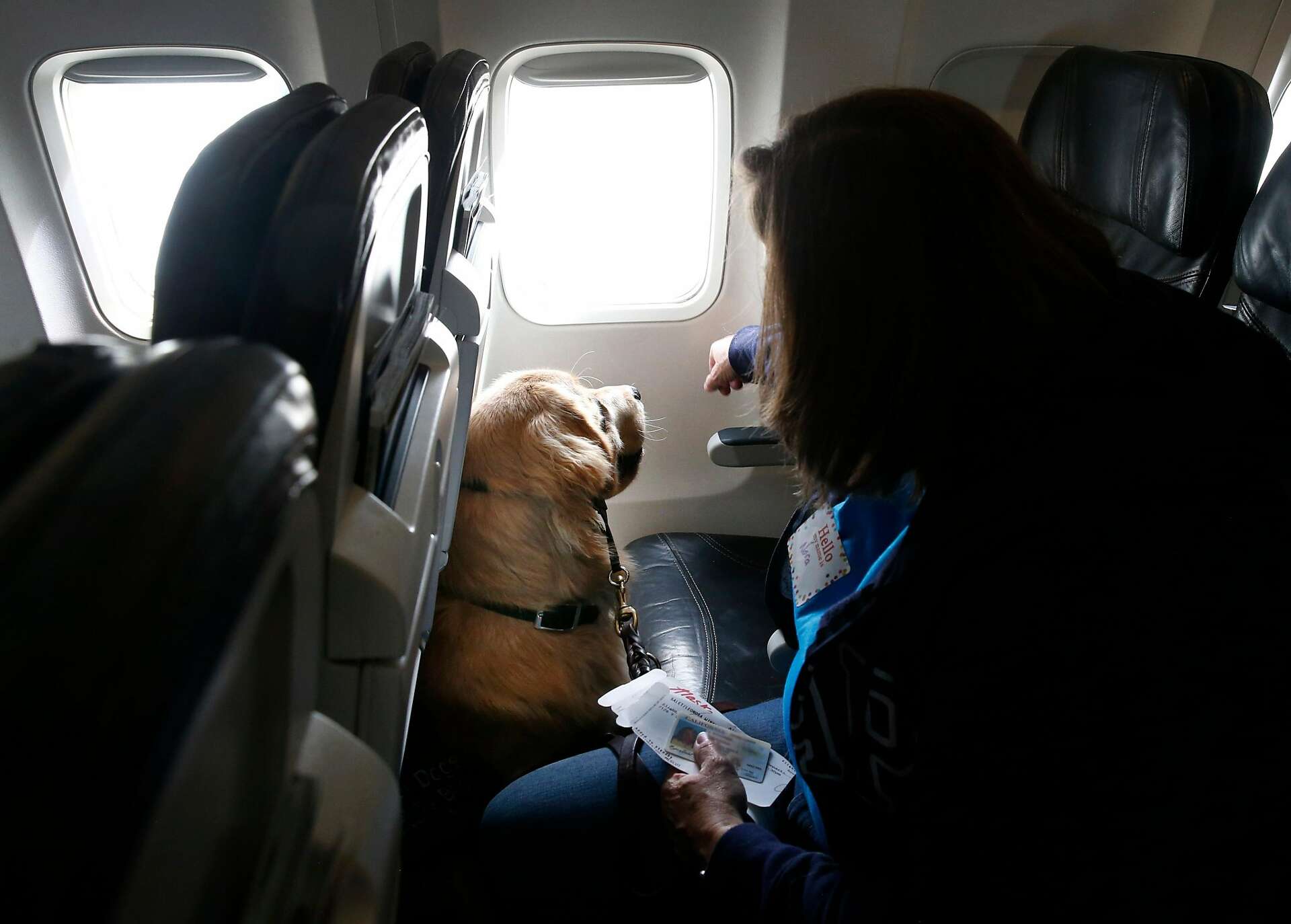 70 prospective guide dog puppies hit Oakland Airport for training
