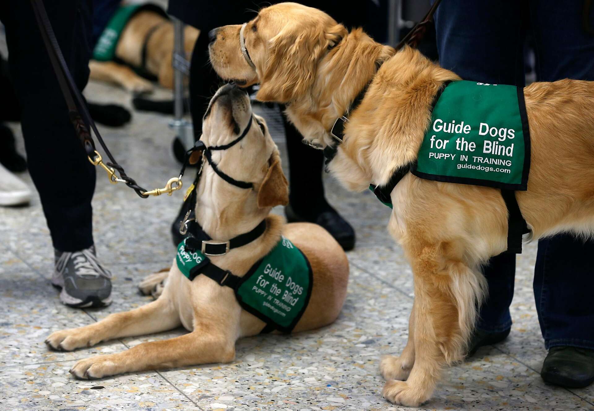 70 prospective guide dog puppies hit Oakland Airport for training