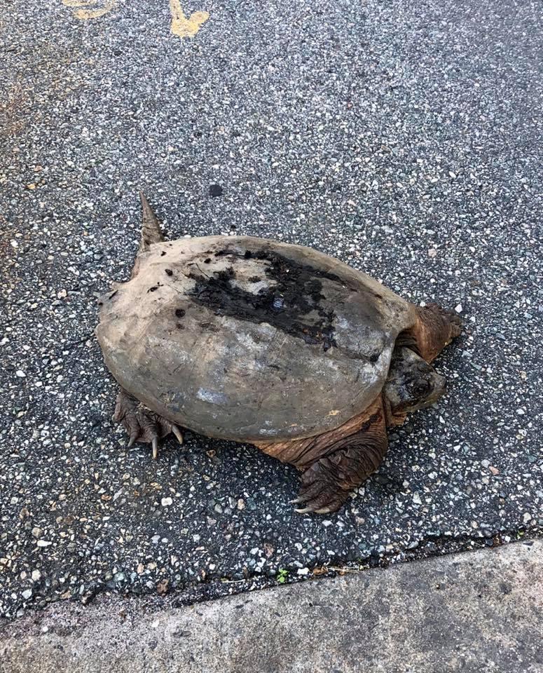 Snapping turtle nabbed at Glastonbury Dunkin