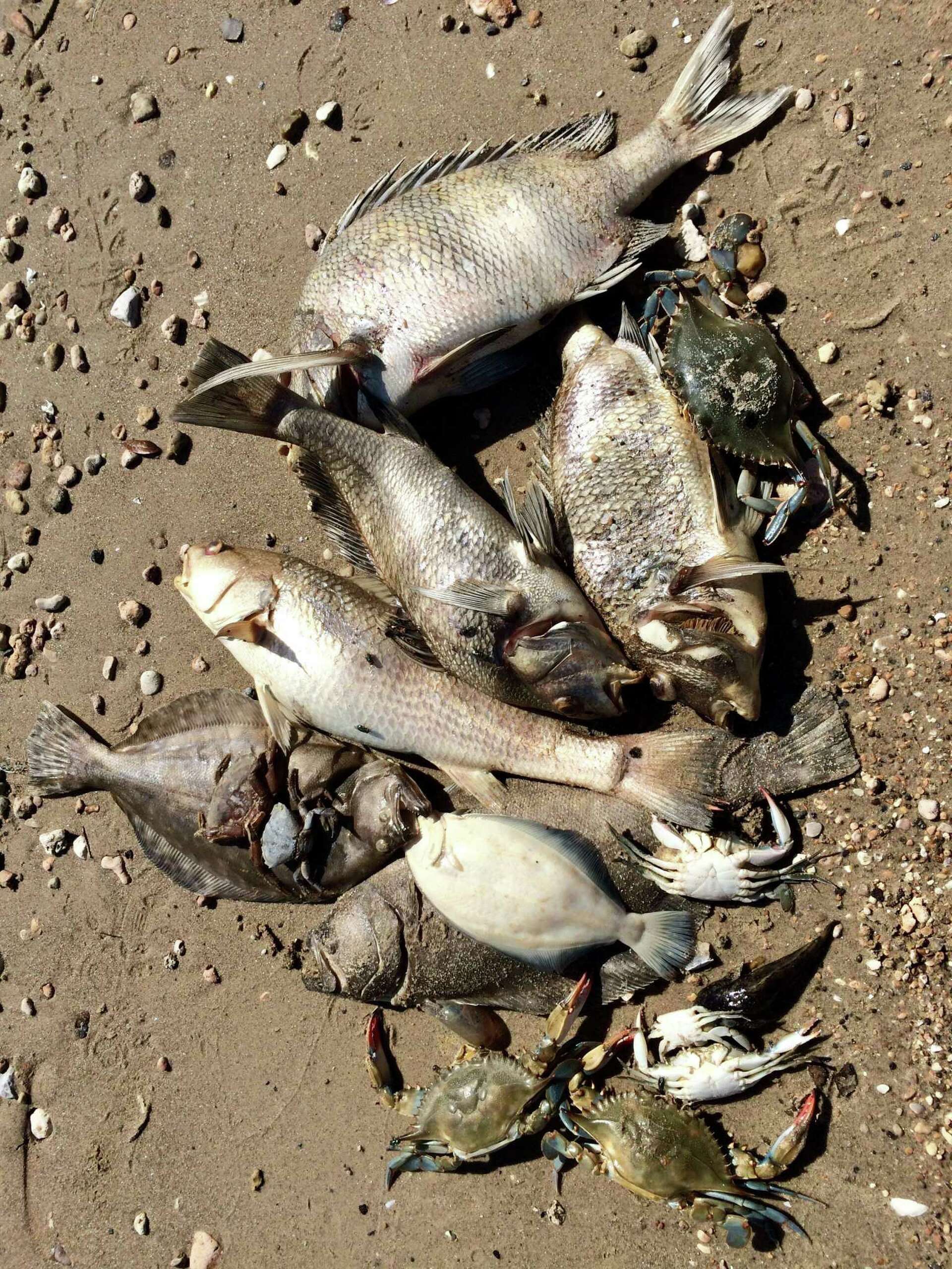 Hundreds of dead fish, crabs seen on Kemah property after ship channel ...