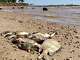 Hundreds of dead fish, crabs seen on Kemah property after ship channel ...