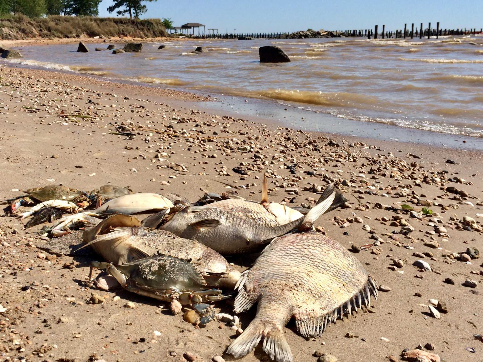 Hundreds of dead fish, crabs seen on Kemah property after ship channel ...