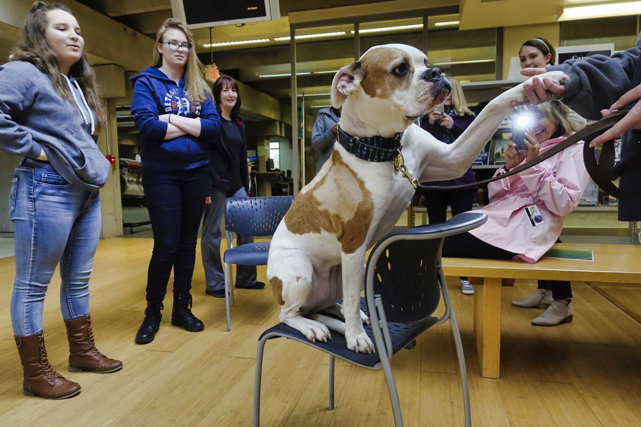Photo: Therapy dog visits HVCC students during finals