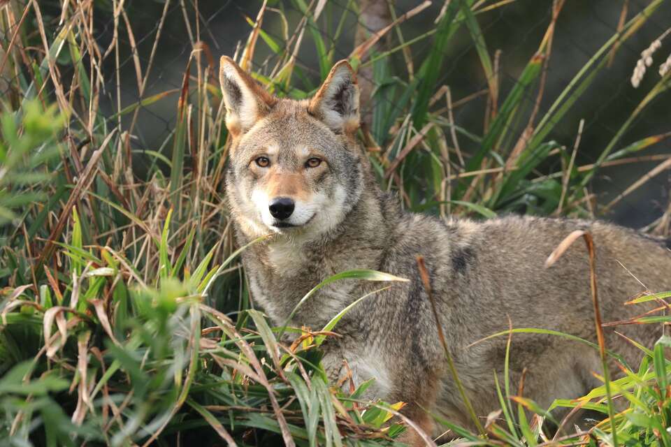 Good boys and girls: 8 critically endangered red wolf puppies born at ...