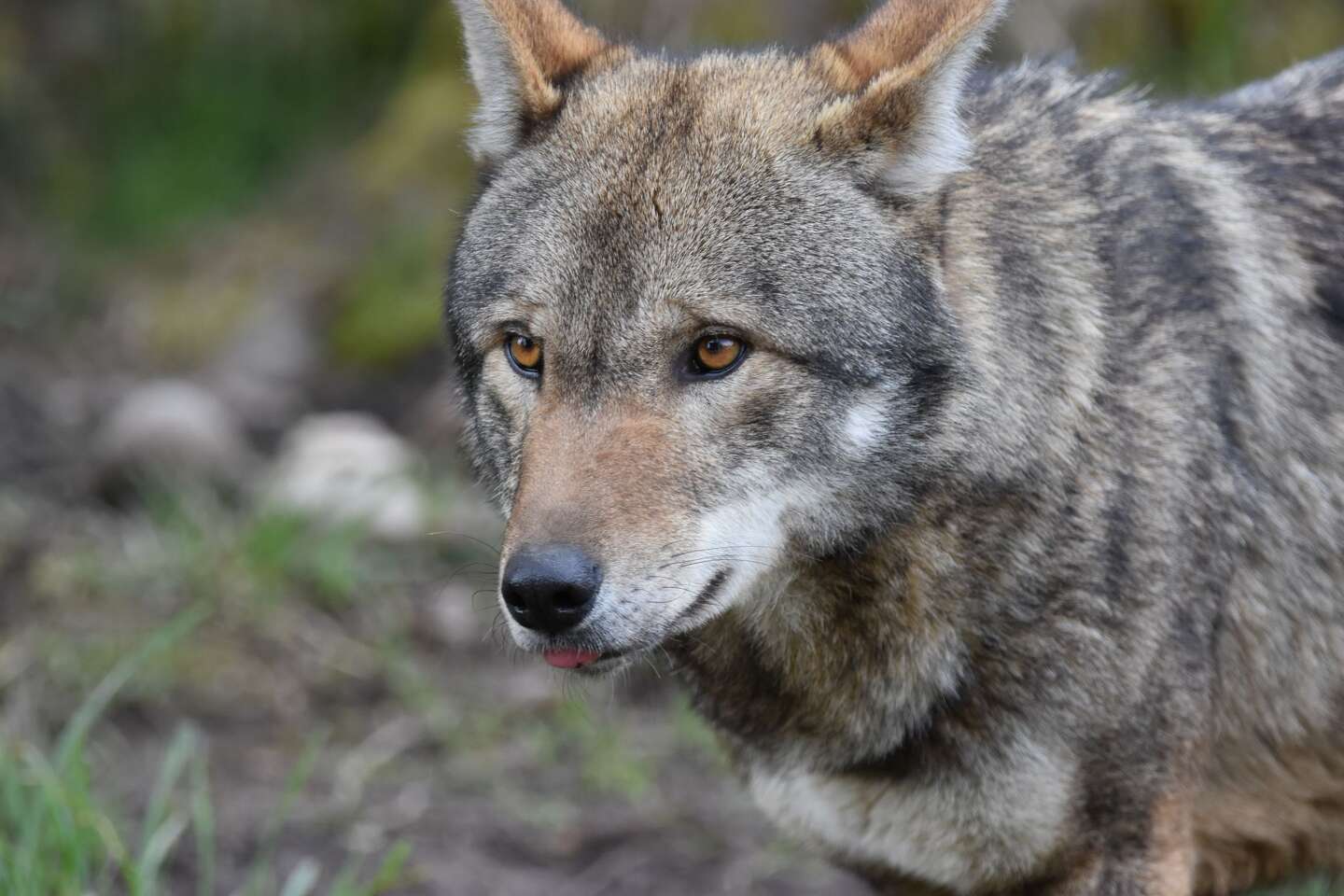 Good boys and girls: 8 critically endangered red wolf puppies born at ...