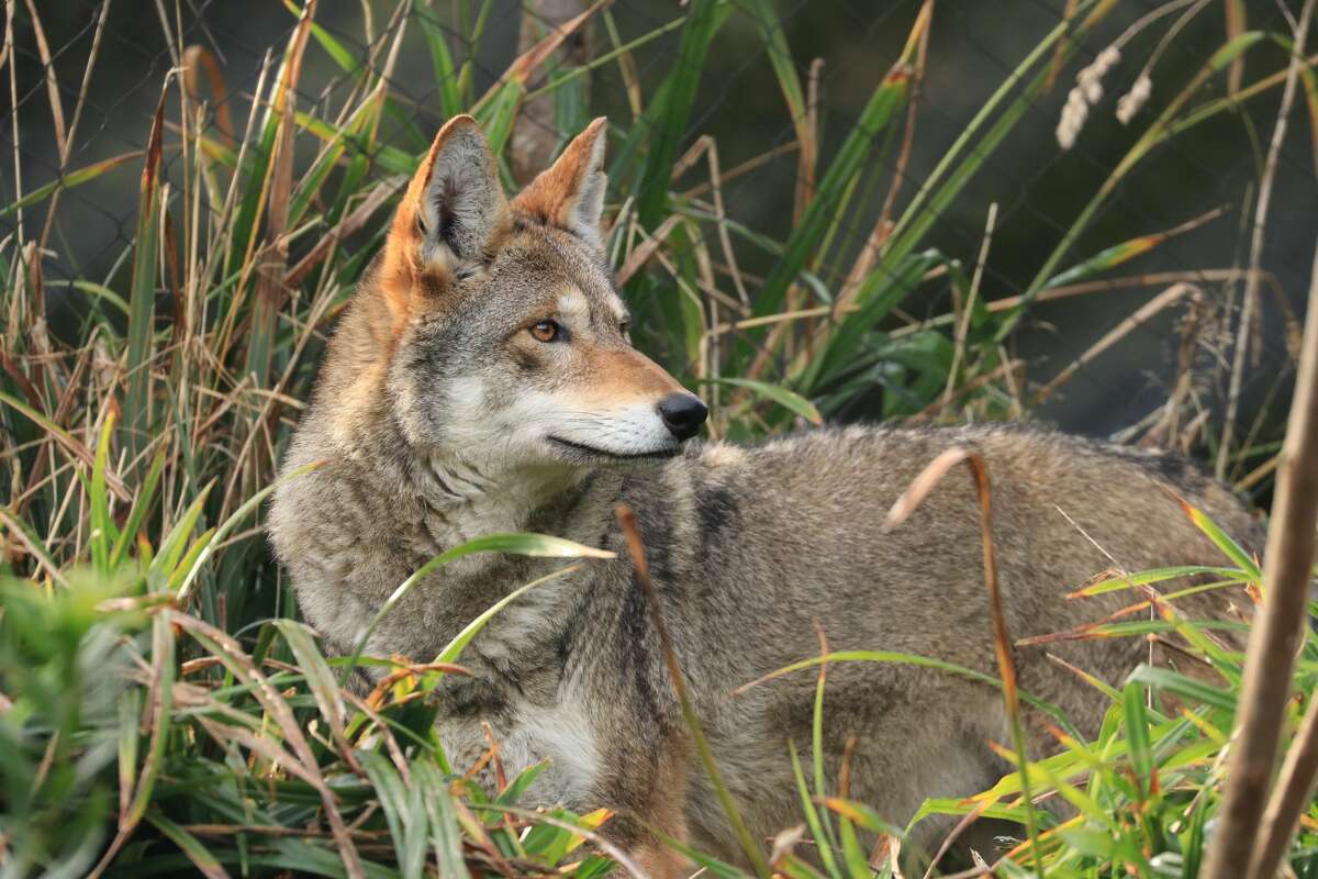 Good boys and girls: 8 critically endangered red wolf puppies born at ...