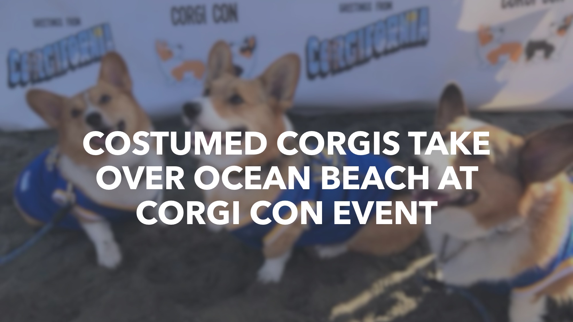 Costumed corgis invade Ocean Beach for Corgi Con