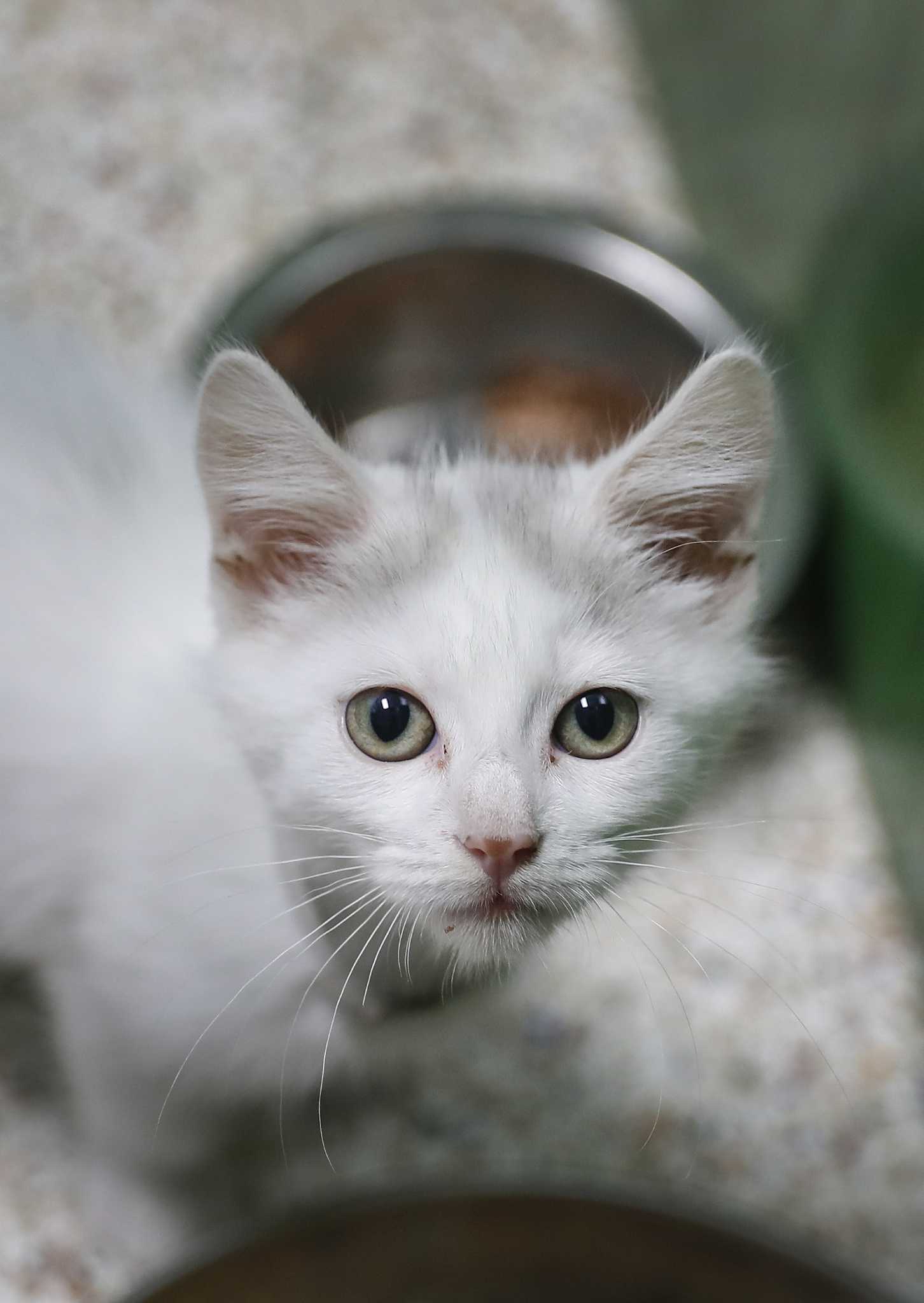 Meet resilient Rico, a Shepherd-mix, at Houston Humane Society