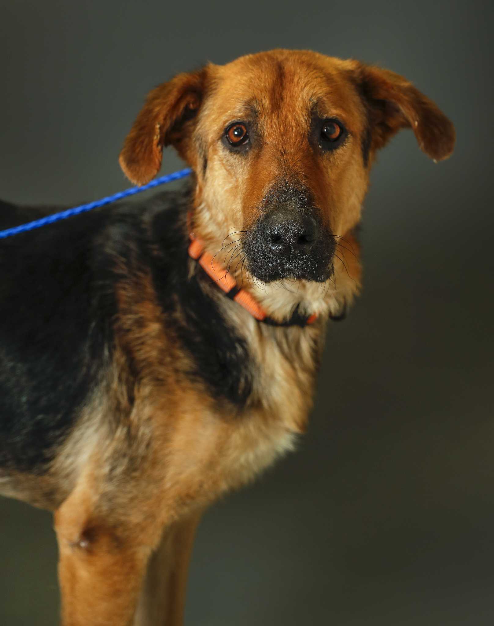 Meet resilient Rico, a Shepherd-mix, at Houston Humane Society