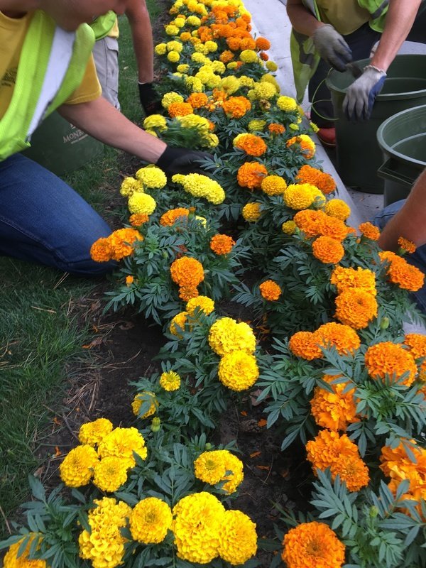 Midland Blooms returns on Saturday