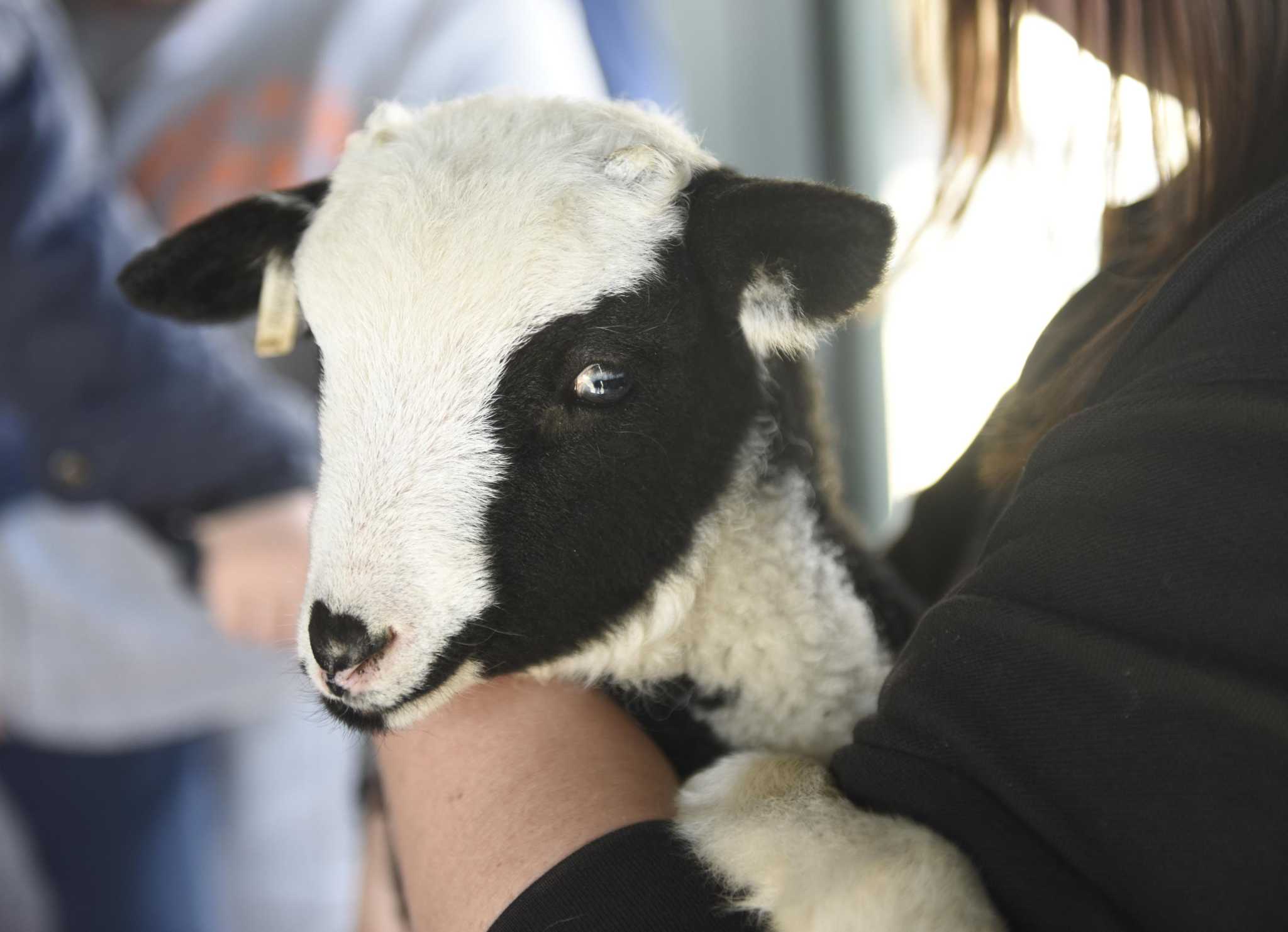 Meet the animals and other things to do in Greenwich