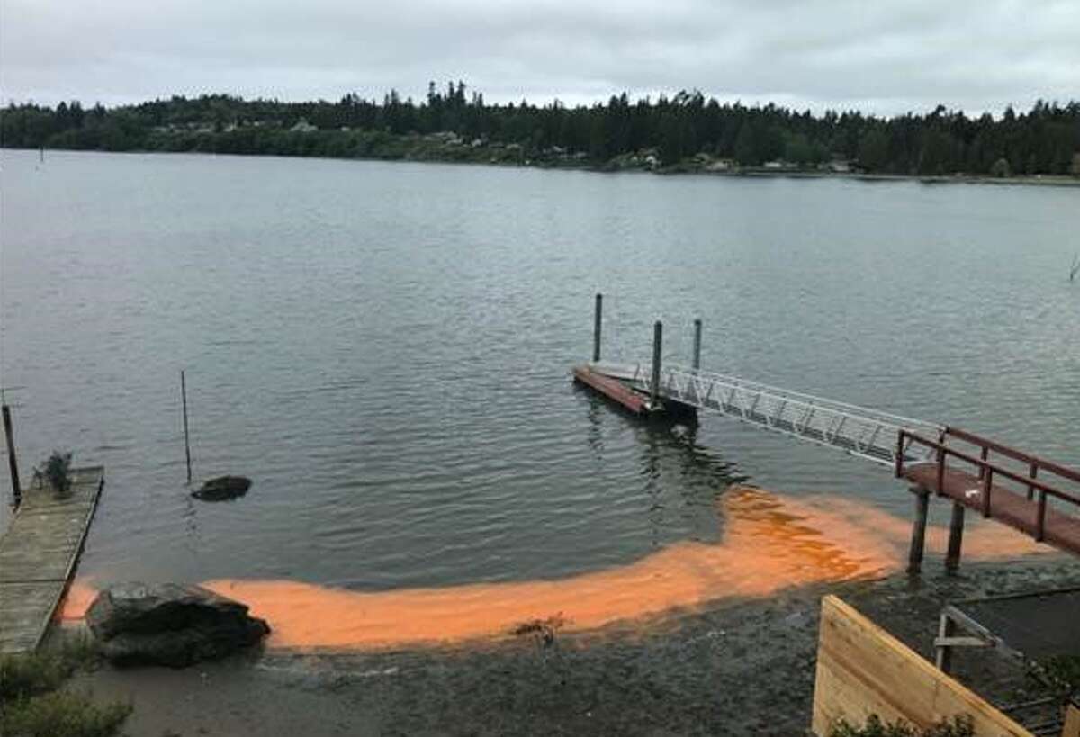 Why does Puget Sound look like tomato soup? It's the plankton bloom ...