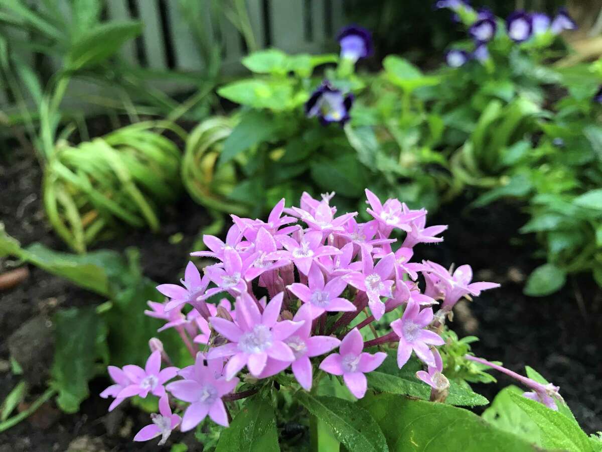 Try these 3 summer plants to add color to beds