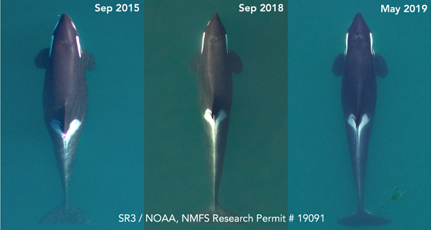 Photos show southern resident orca J17's health in decline