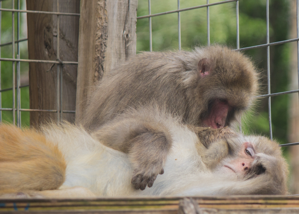 A year after escaping crate at San Antonio airport, Dawkins the macaque ...