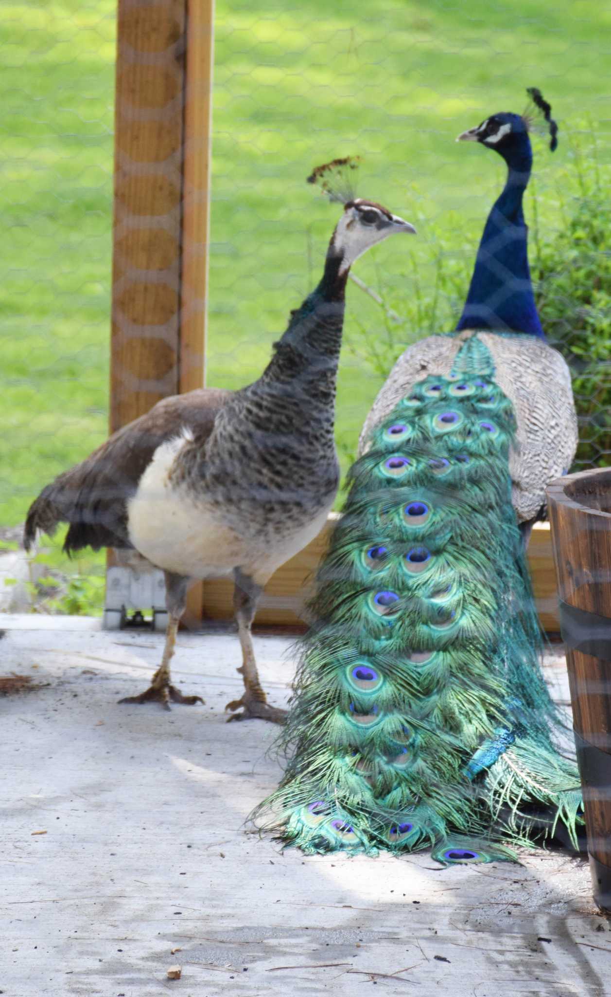 New Milford welcomes peacocks back to Harrybrooke Park