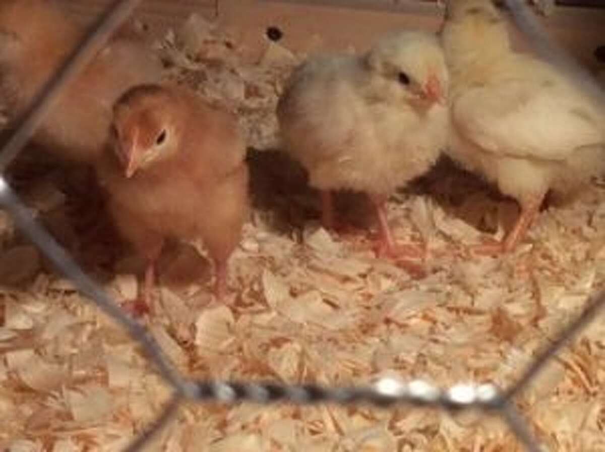 Chickens as pets? A bird’s eye view