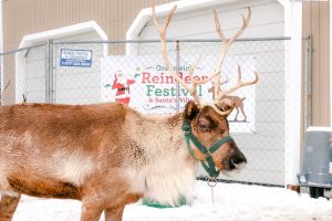 This Weekend: Concerts, reindeer and more