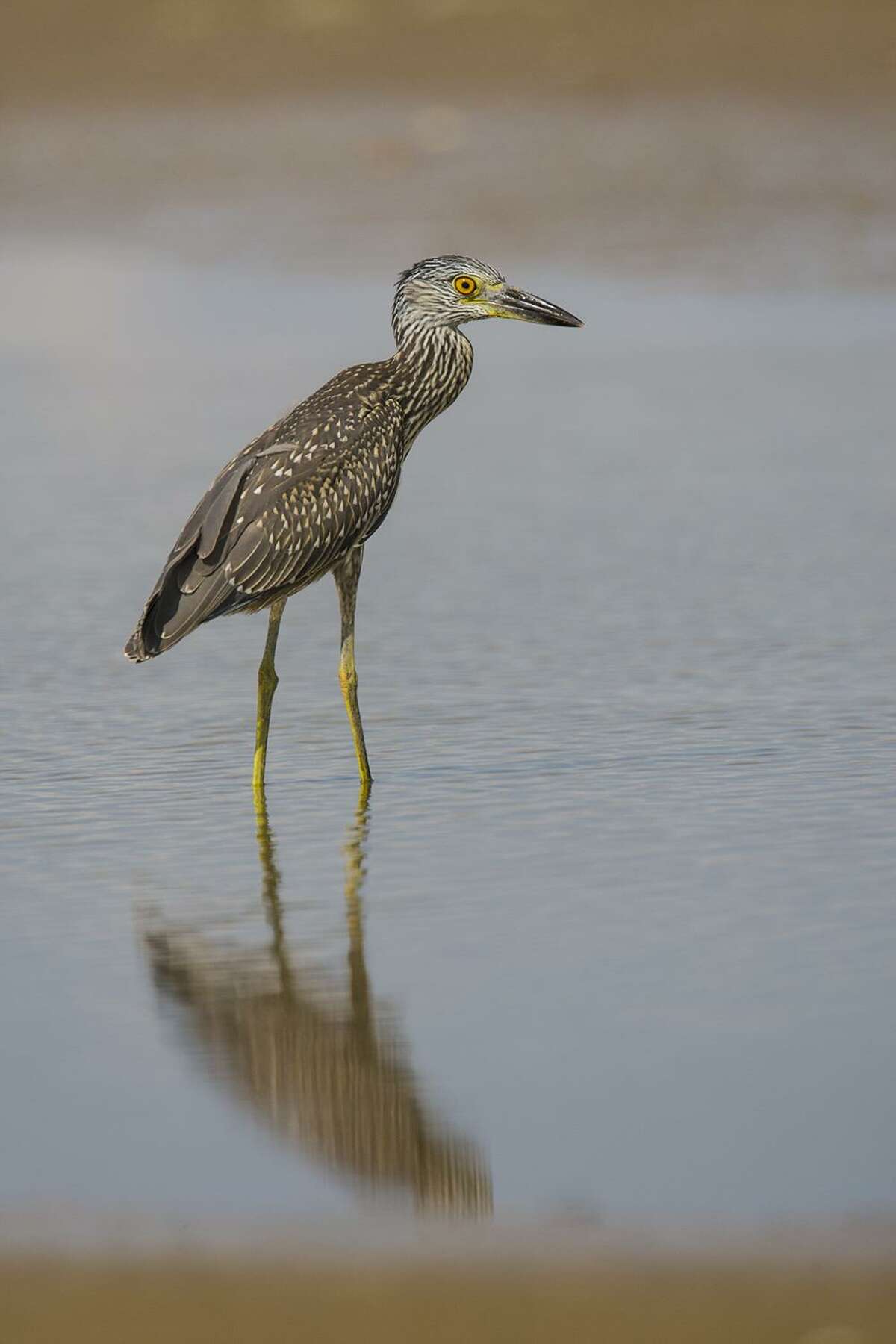 Stalking the yellow-crowned night-heron
