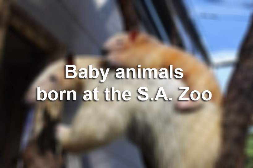 Photos: Dozens of baby animals have been born at the San Antonio Zoo ...