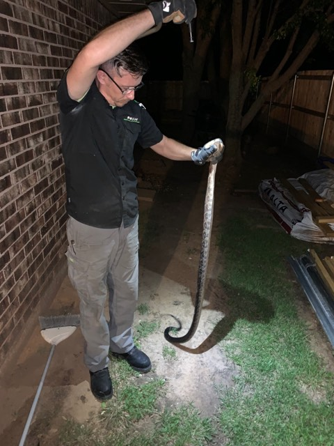 Oklahoma man finds 7-foot snake snuggled inside his dryer