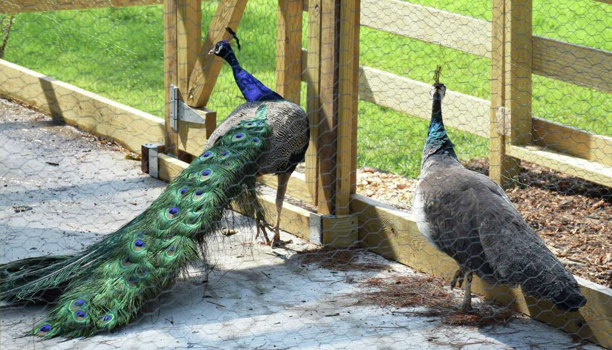 New Milford welcomes peacocks back to Harrybrooke Park